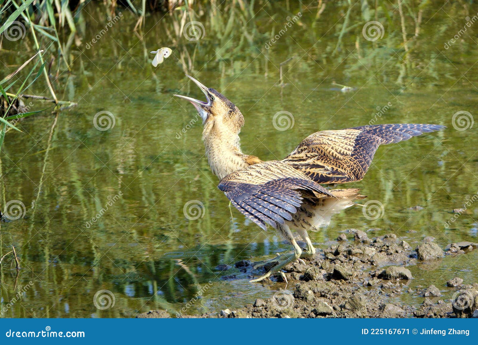Great Bittern stock image. Image of common, birdseed - 225167671