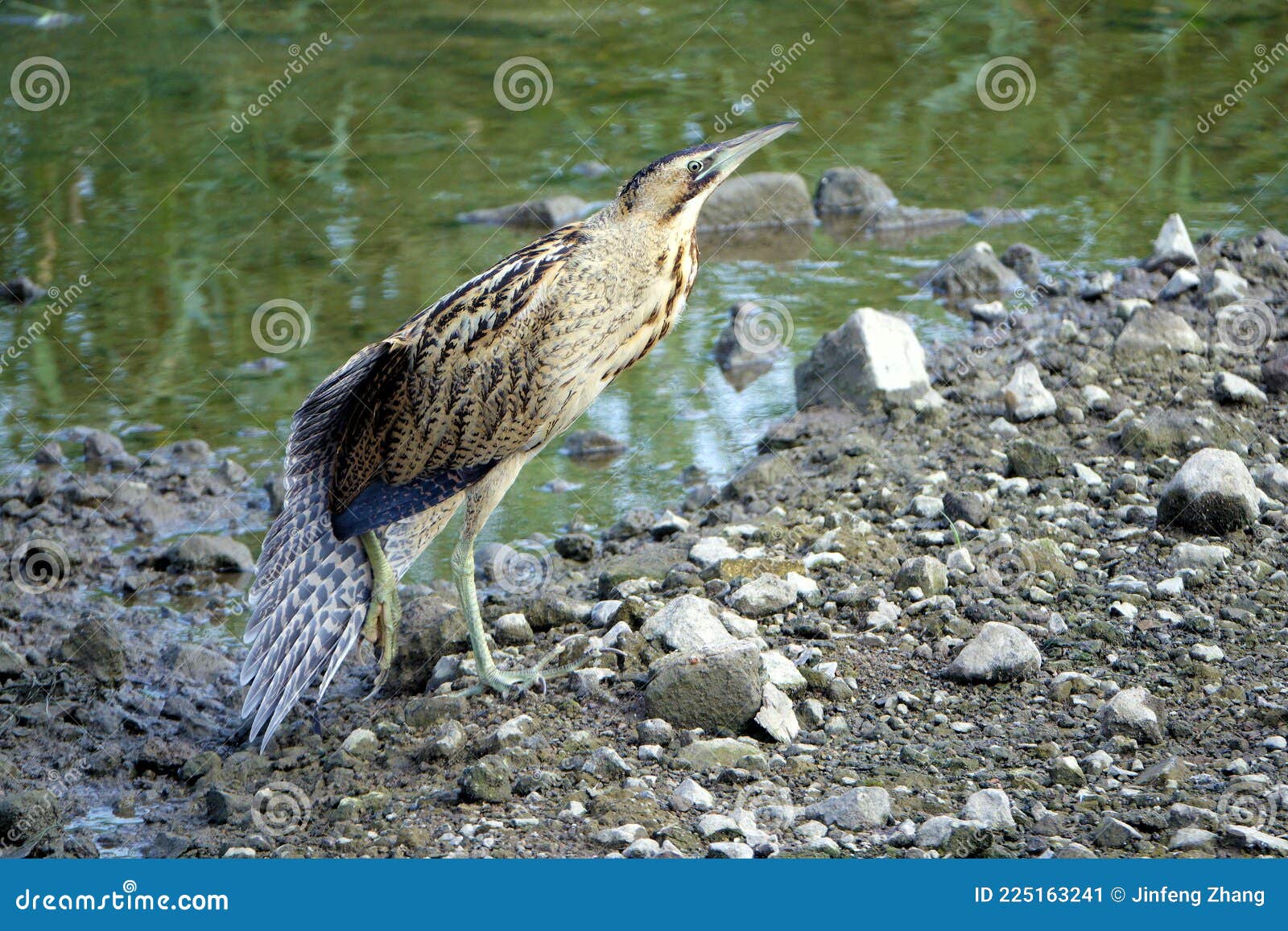 Great Bittern stock image. Image of life, bittern, animals - 225163241