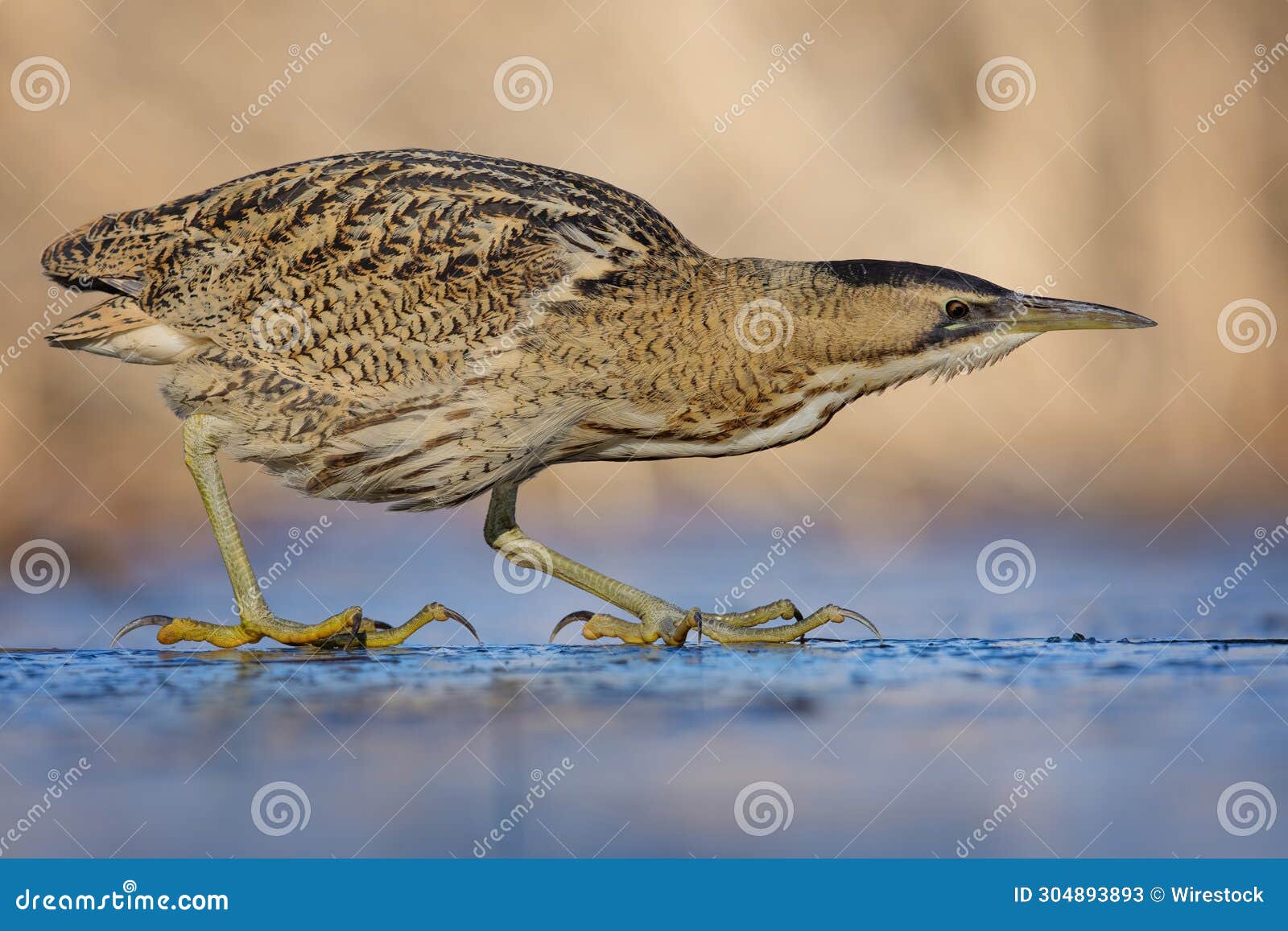 Great Bittern Walking on Water, Using Its Beak Stock Image - Image of ...