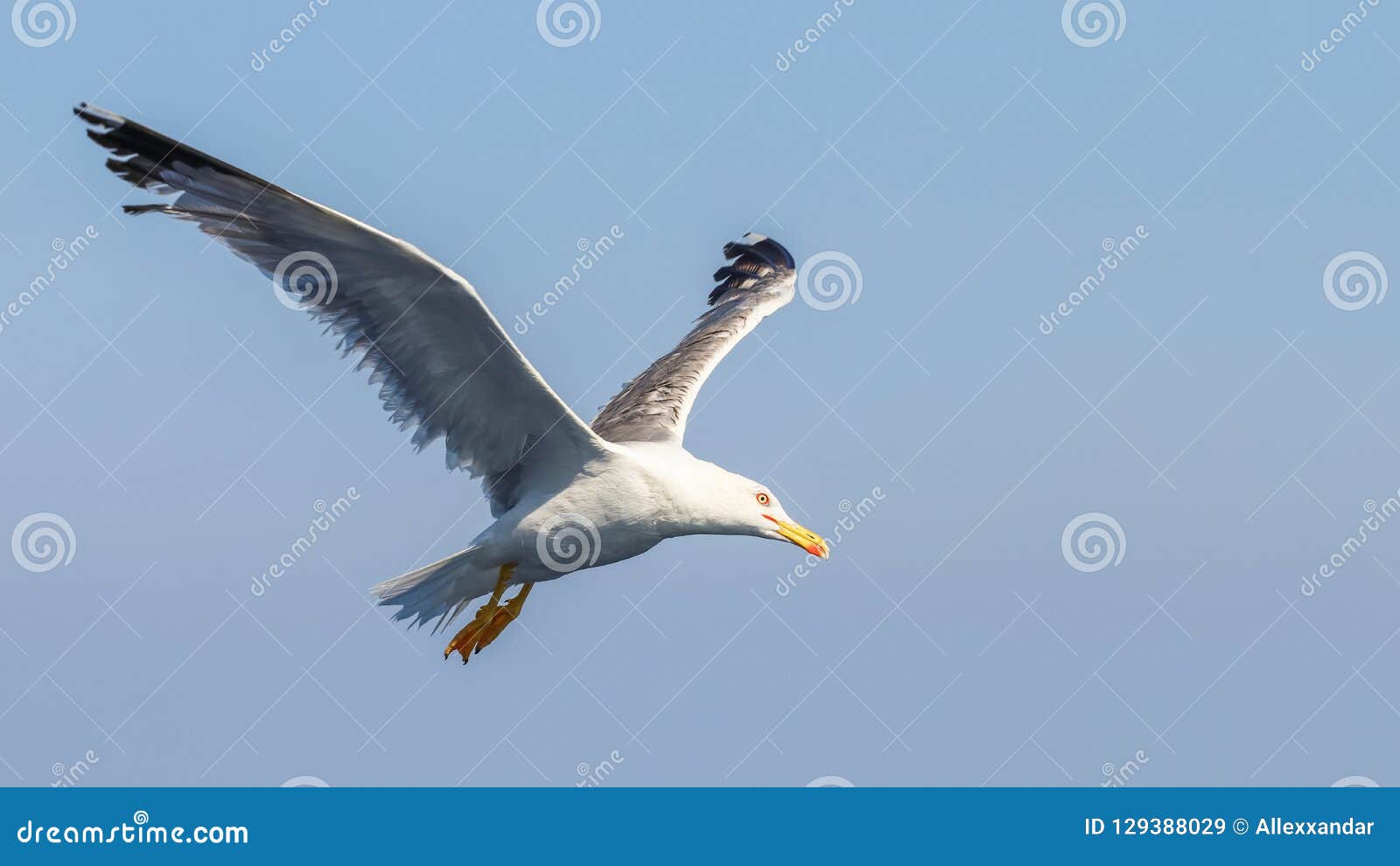 Great Black Backed Gull in Flight Over the Sea Stock Image - Image of ...