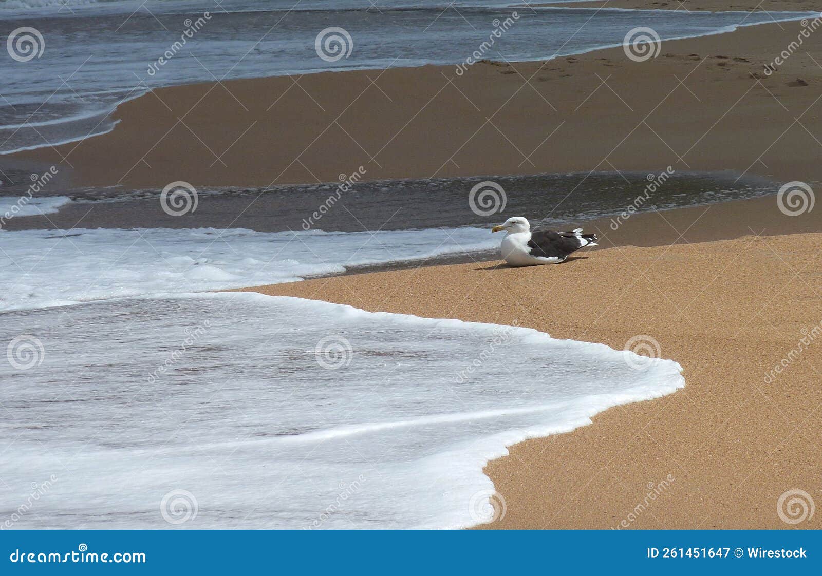 Great Black-backed Gull on the Sandy Beach with Water Waves Making a ...