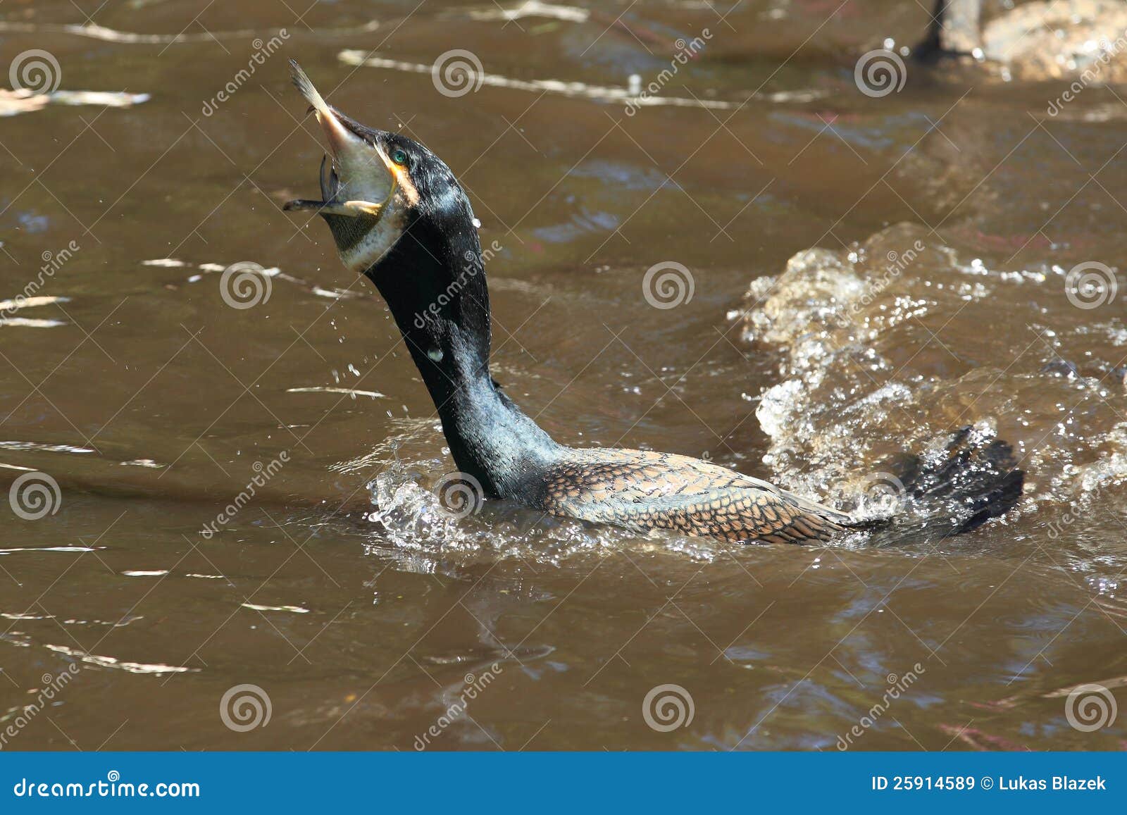 Great black cormorant stock image. Image of bird, animal - 25914589