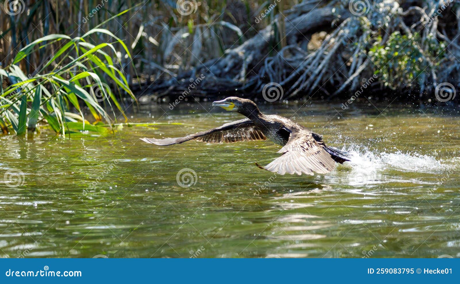 Great Black Cormorants in the Danube Delta Stock Image - Image of ...