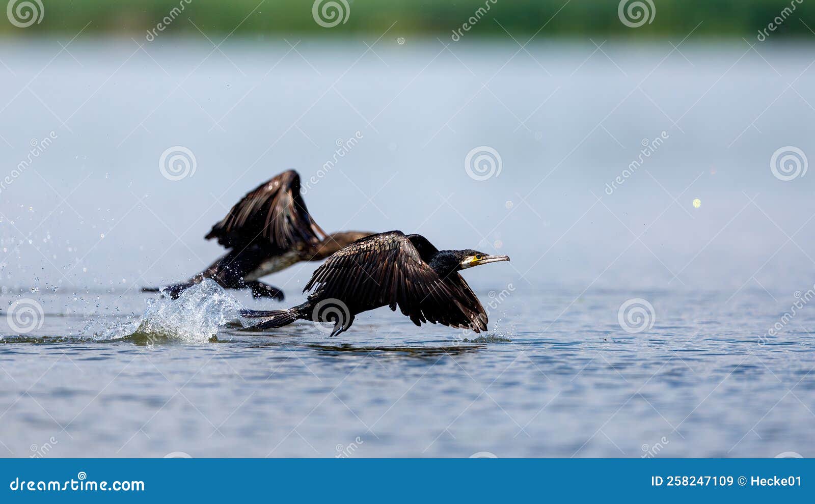 Great Black Cormorants in the Danube Delta of Romania Stock Image ...
