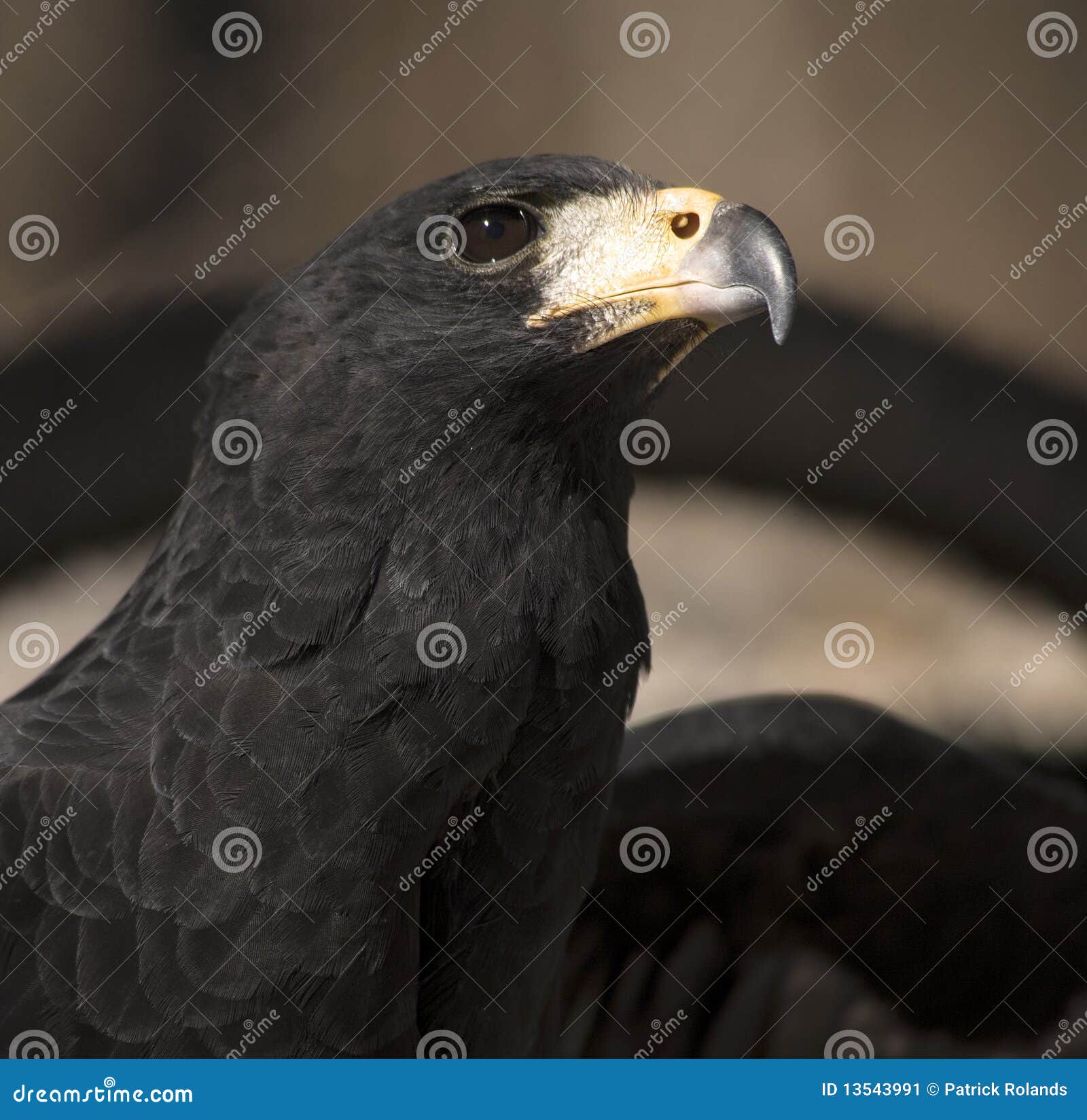 Great black hawk stock image. Image of powerful, raptor - 13543991