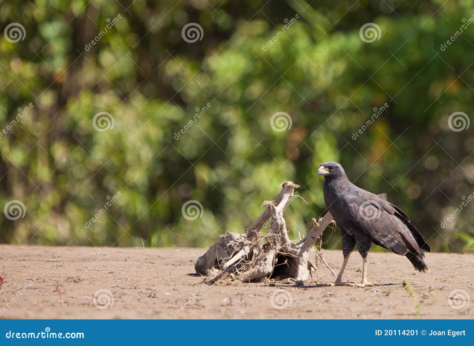 Highland Hawks Stock Photos - Free & Royalty-Free Stock Photos from ...