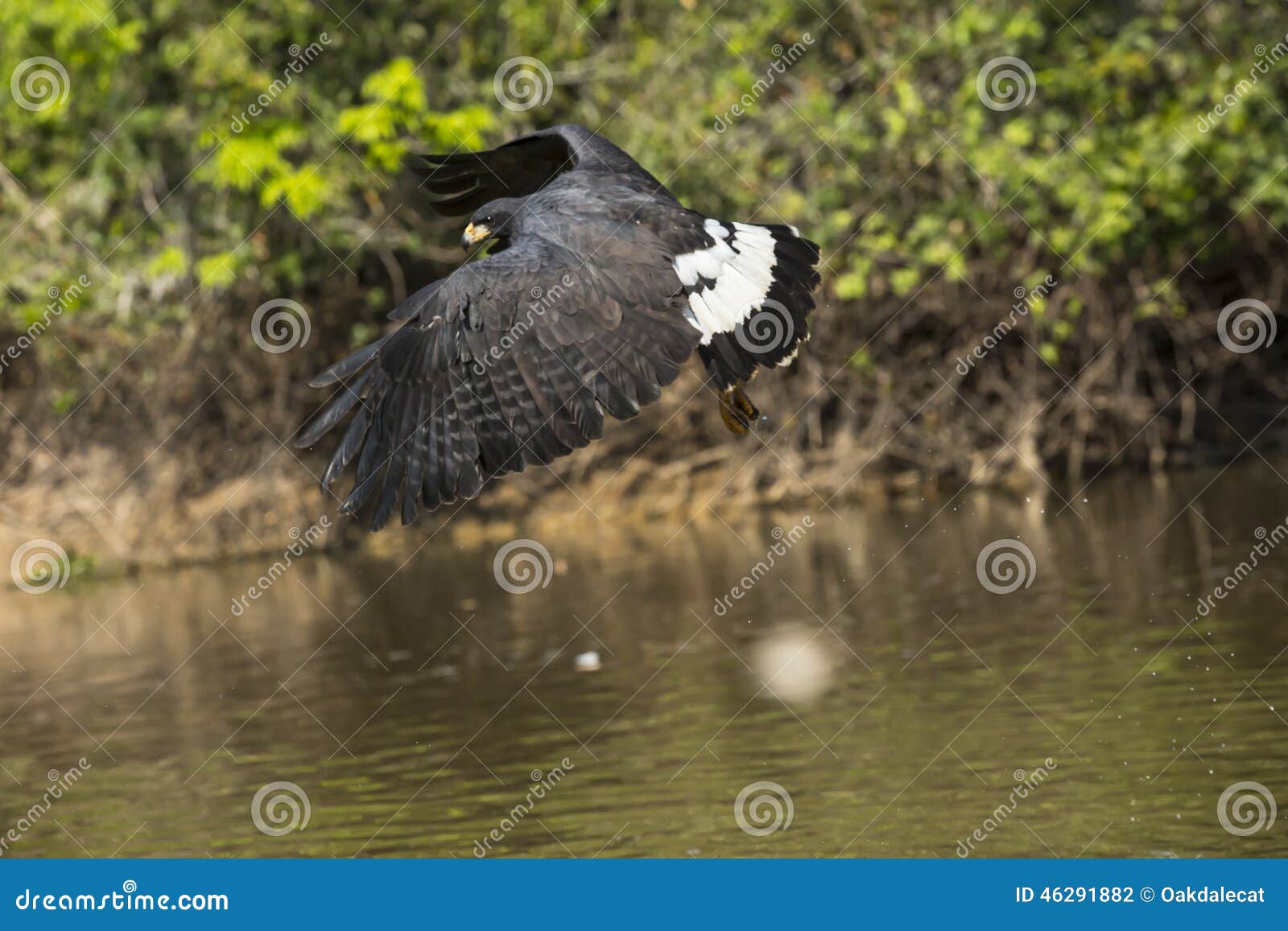 Great Black Hawk Inflight Over River Stock Photo - Image of predator ...