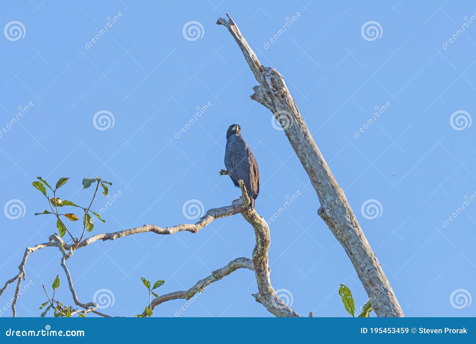 Great Black Hawk Perched in a Dead Tree Stock Image - Image of nature ...