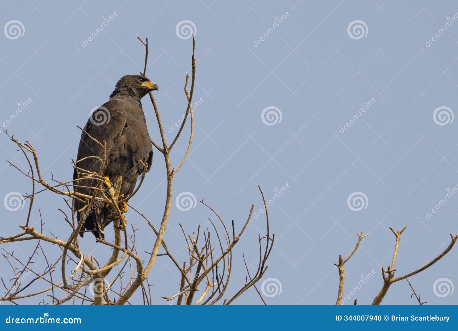 Great Black Hawk Standing on Dry Ground Stock Photo - Image of nature ...