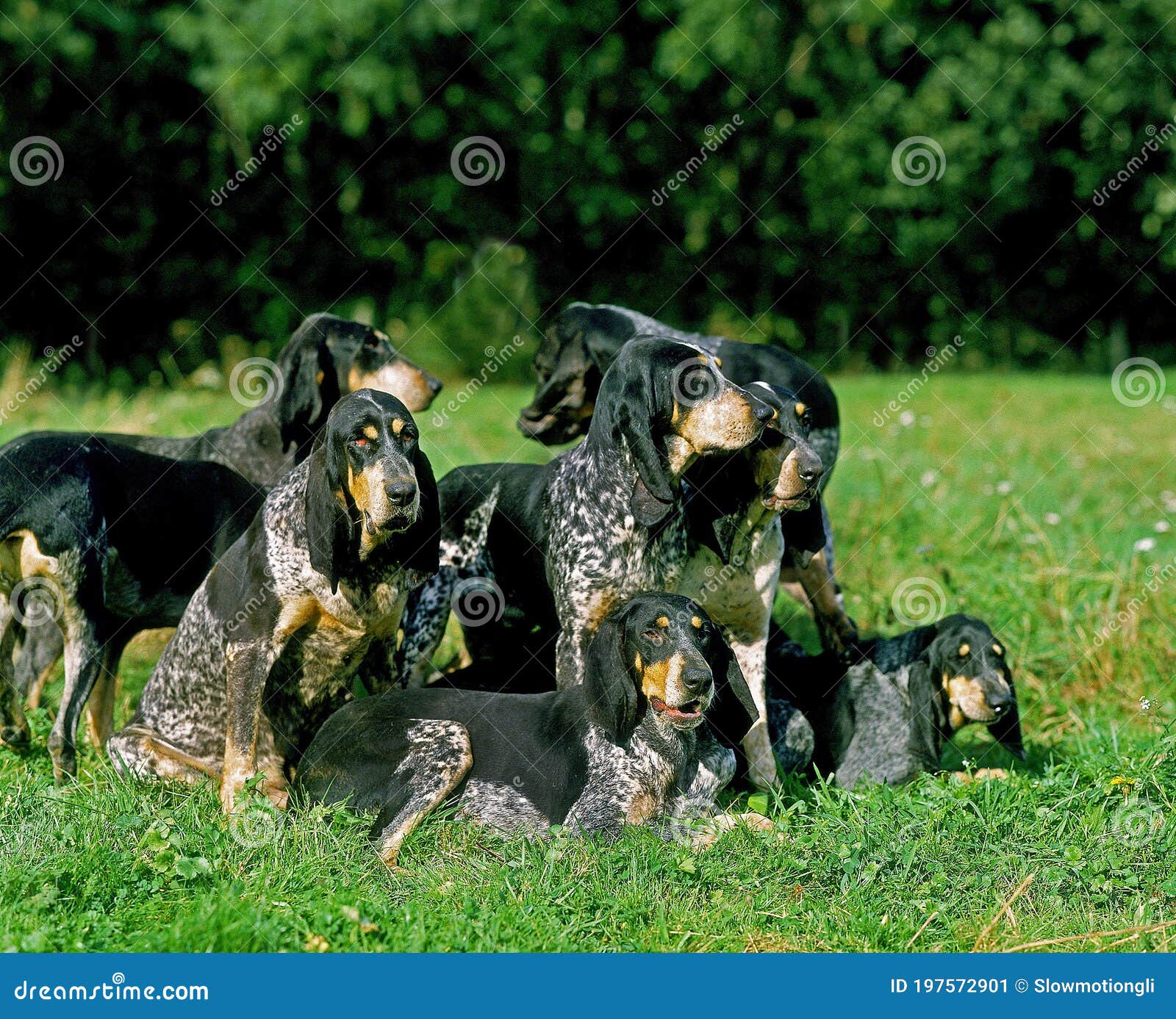 Great Blue Gascony Hound stock image. Image of familiaris - 197572901