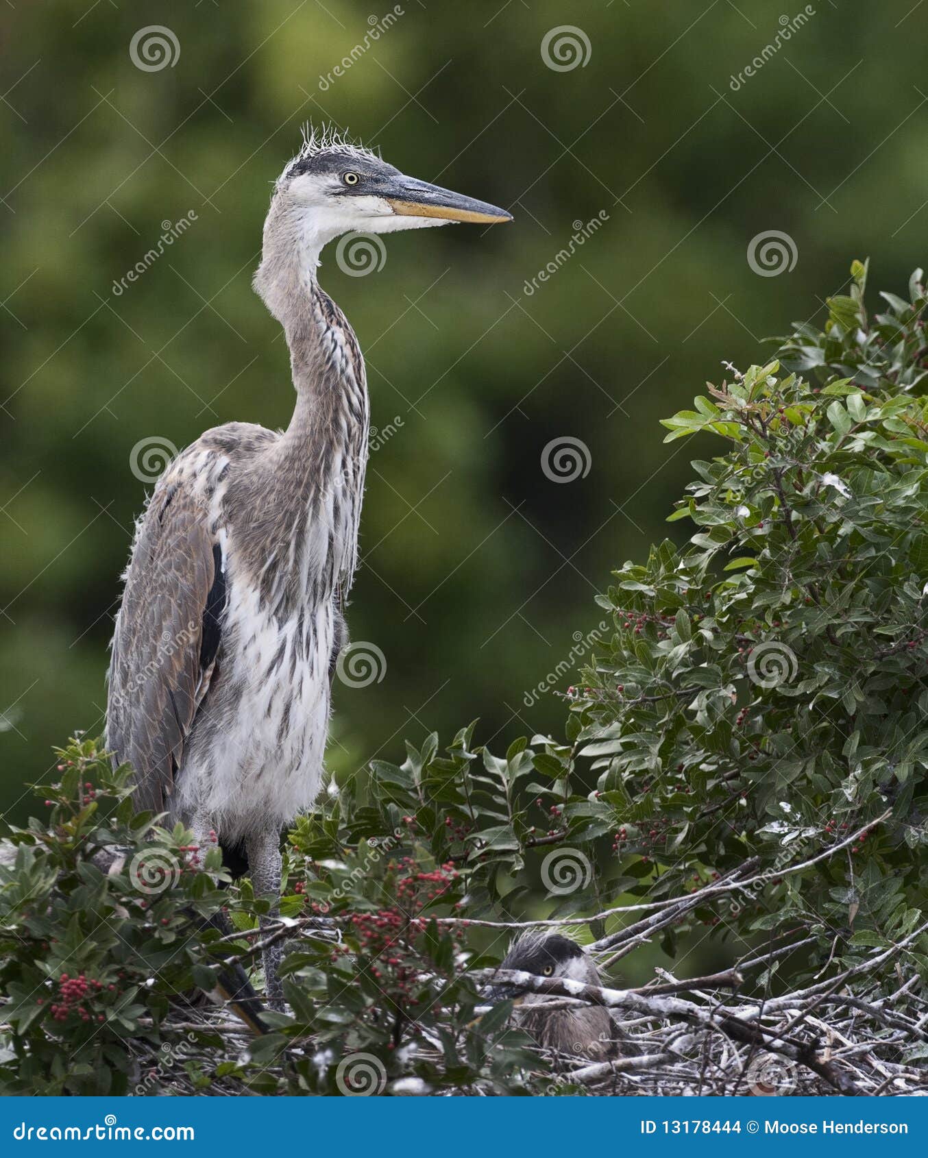 Great Blue Heron stock photo. Image of zoology, herodias - 13178444