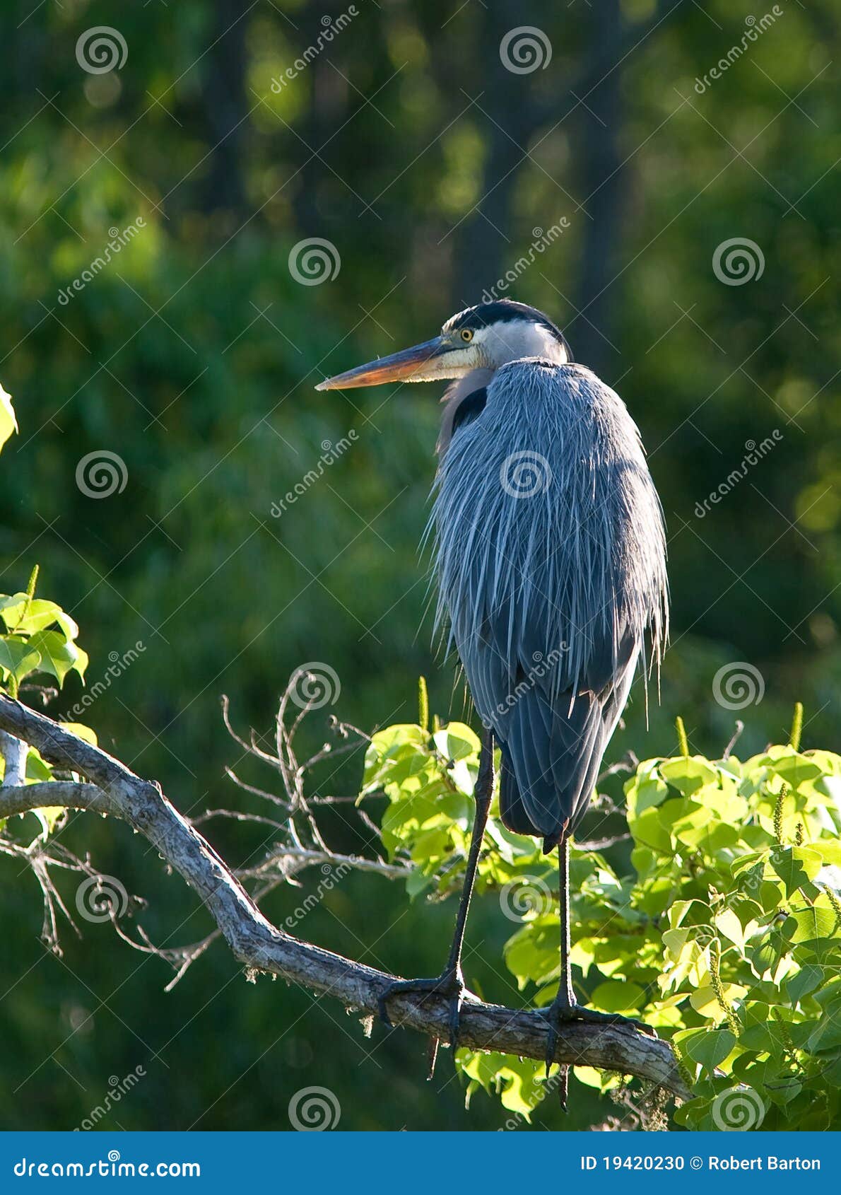 Great Blue Heron stock photo. Image of great, wing, bird - 19420230