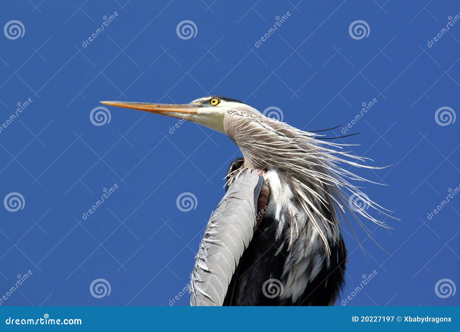 Great Blue Heron stock image. Image of neck, eyes, outdoors - 20227197