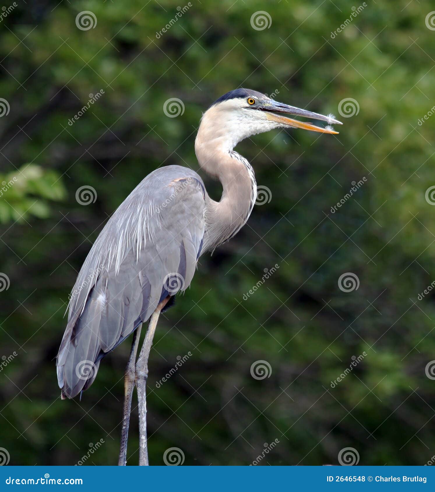 Great Blue Heron stock photo. Image of bird, blue, legs - 2646548