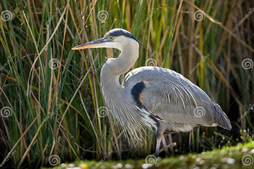 Great Blue Heron stock image. Image of blue, stare, marsh - 7822109