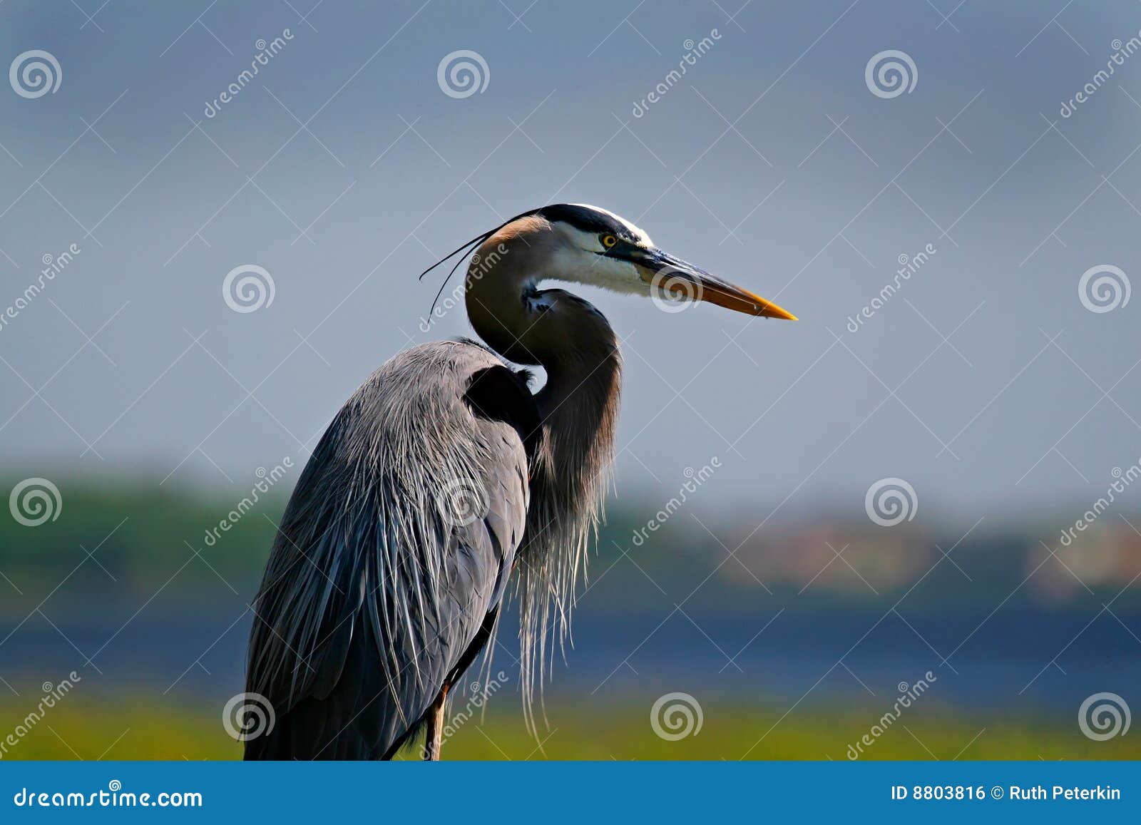 Great Blue Heron stock photo. Image of bird, beak, close - 8803816