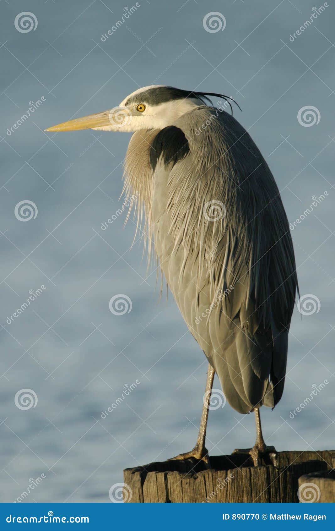Great Blue Heron stock photo. Image of avian, bird, talons - 890770