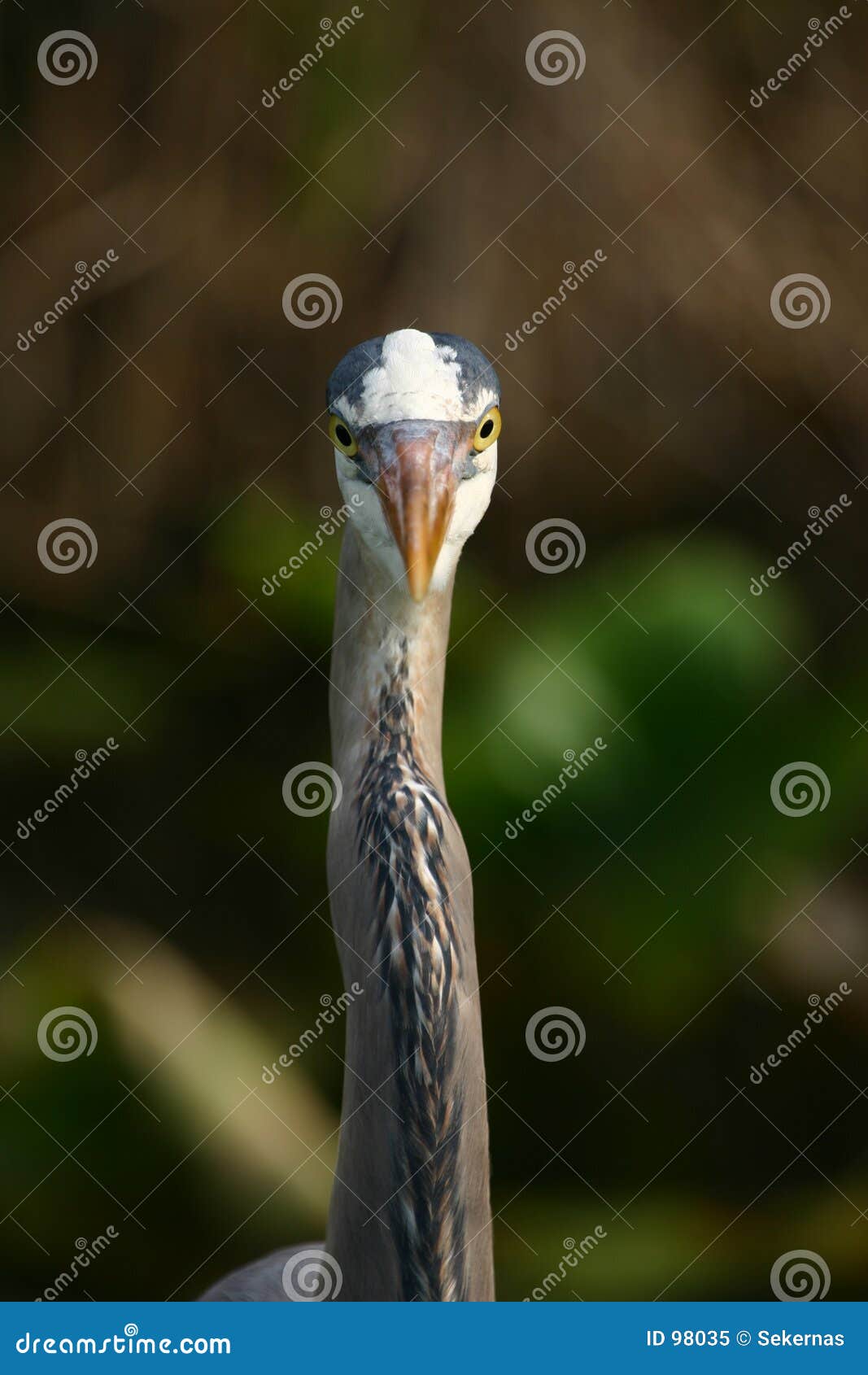 Great blue heron stock image. Image of beak, heron, tropical - 98035