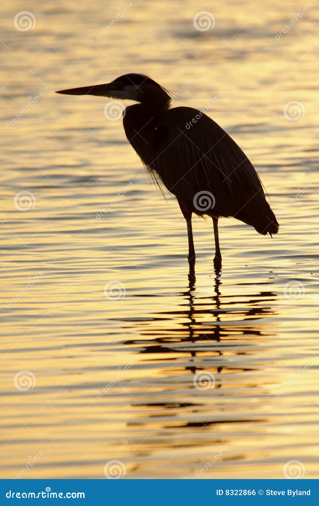 Great Blue Heron (Ardea Herodias) Stock Photo - Image of feathers, bird ...
