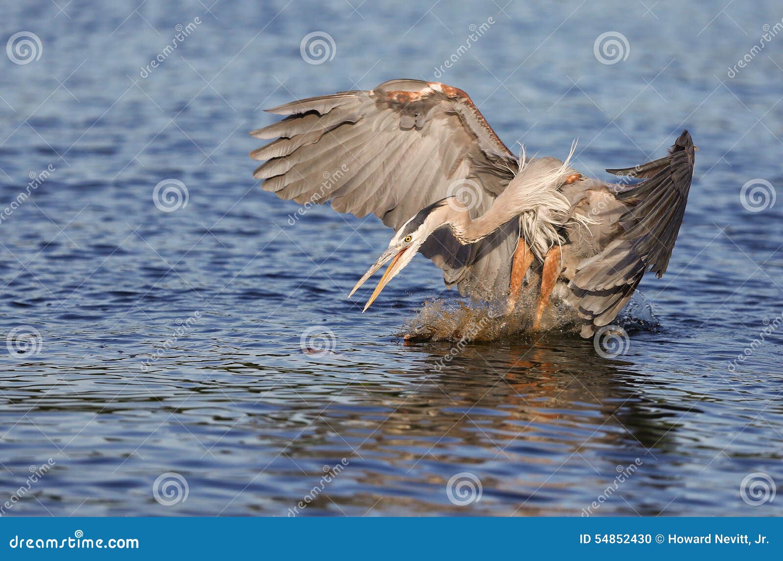 Great Blue Heron Attacking a Fish Stock Photo - Image of heron ...