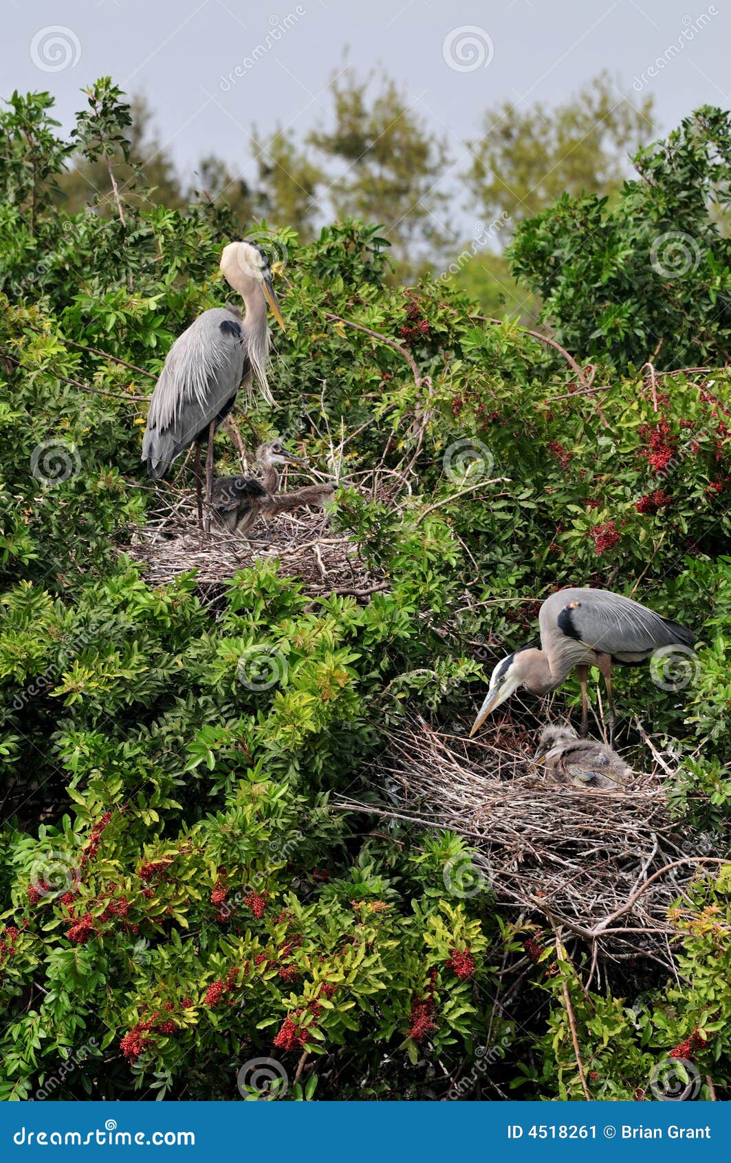 Great Blue Heron babies stock image. Image of border, birds - 4518261