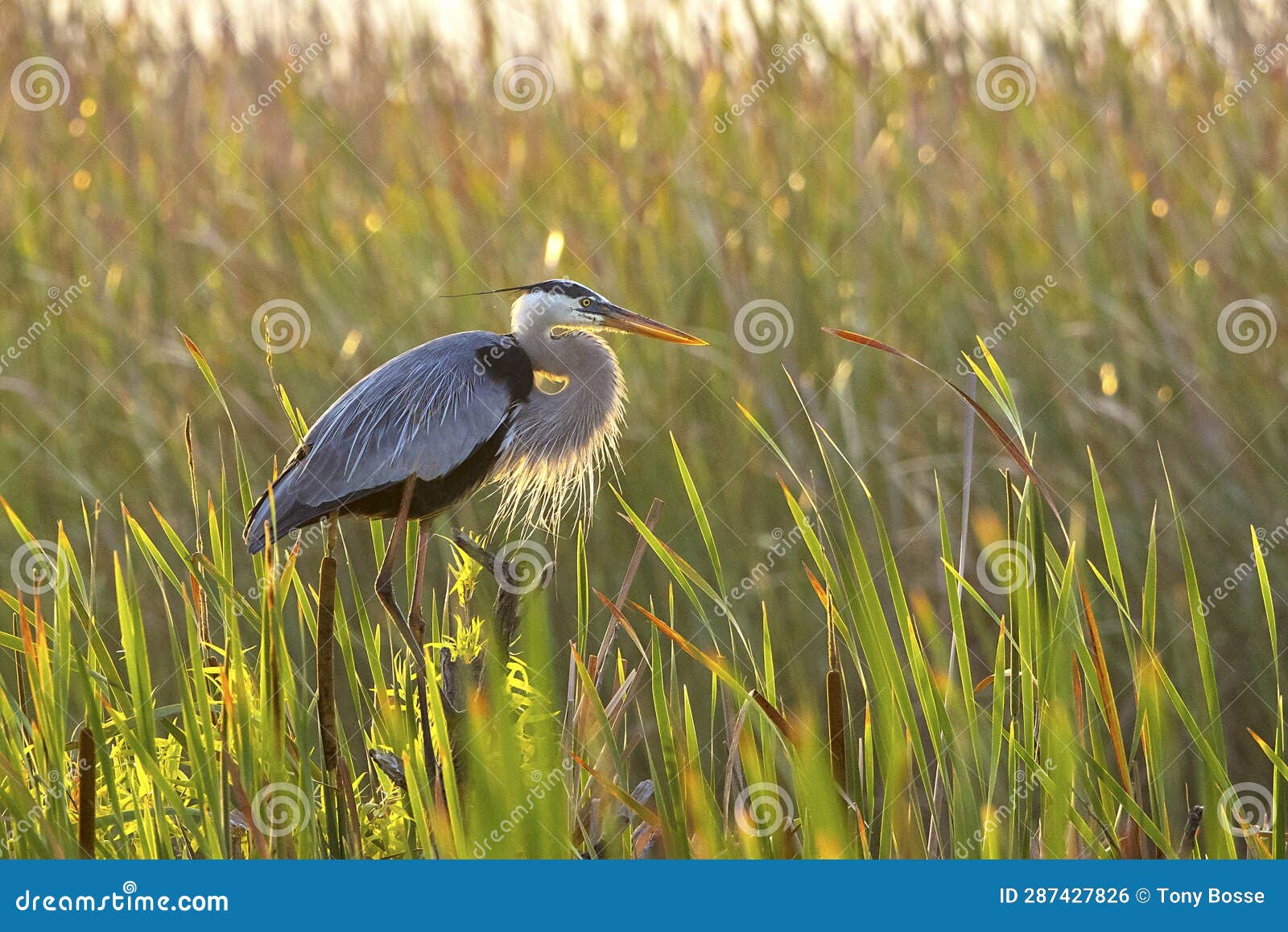 Great Blue Heron Backlit in a Field Stock Photo - Image of avian, animal: 287427826