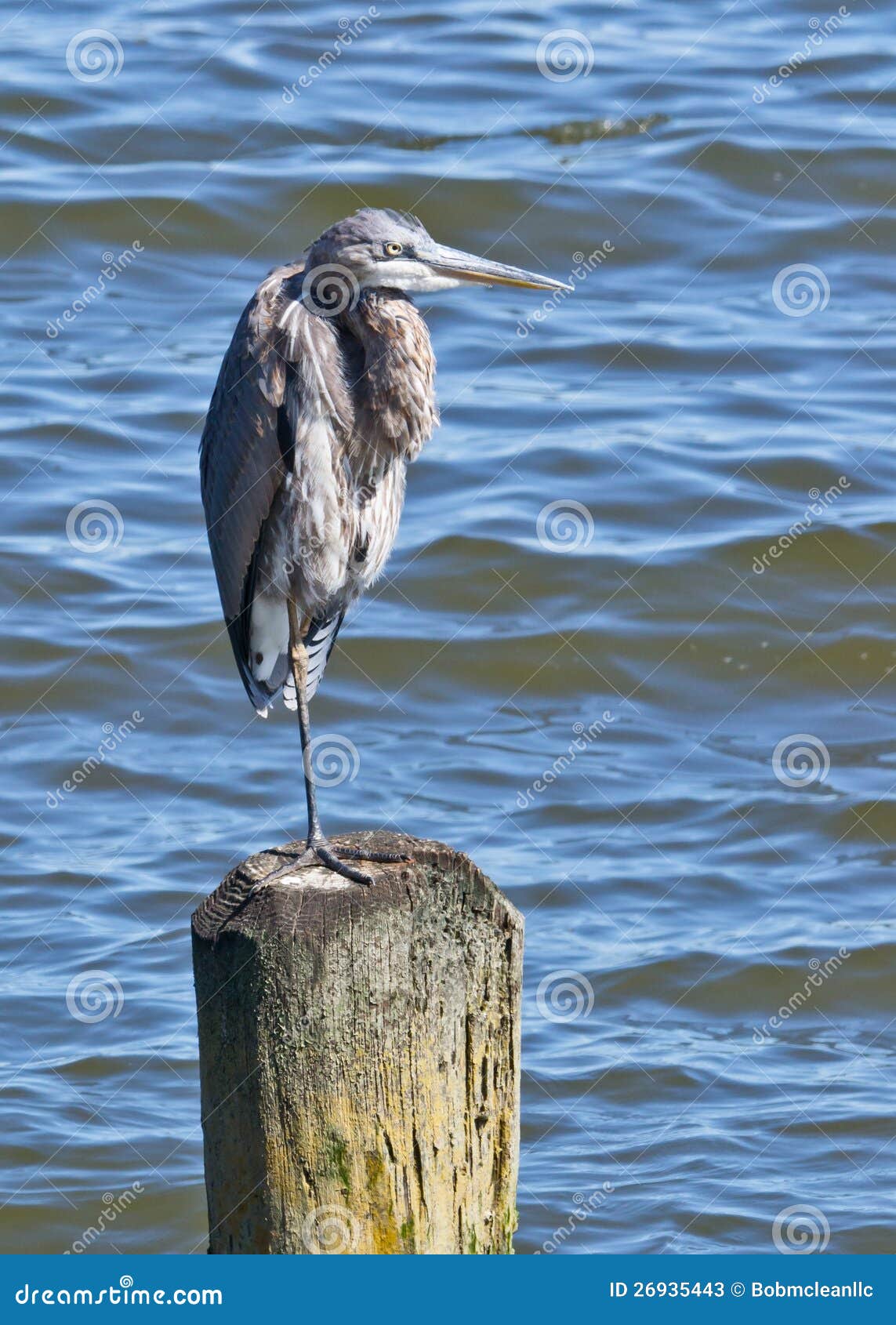 Great Blue Heron Balancing on One Leg Stock Image - Image of herodias ...