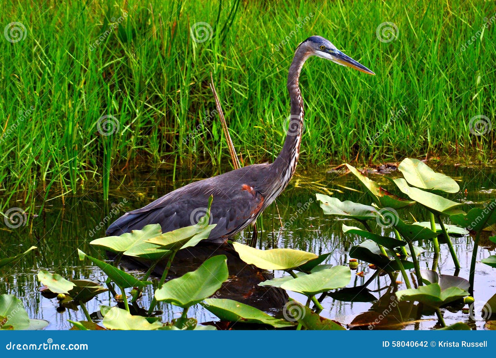 Great Blue Heron (Ardea Herodias) Bird. Stock Photo - Image of stem ...