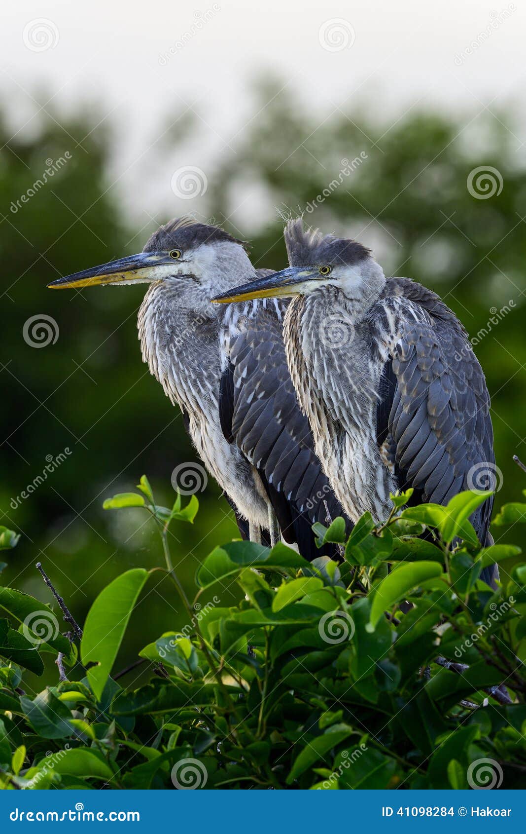 Great blue heron stock photo. Image of great, portrait - 41098284