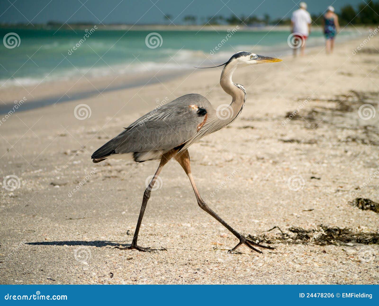 Great Blue Heron on Captiva Florida Beach Stock Photo - Image of feet ...