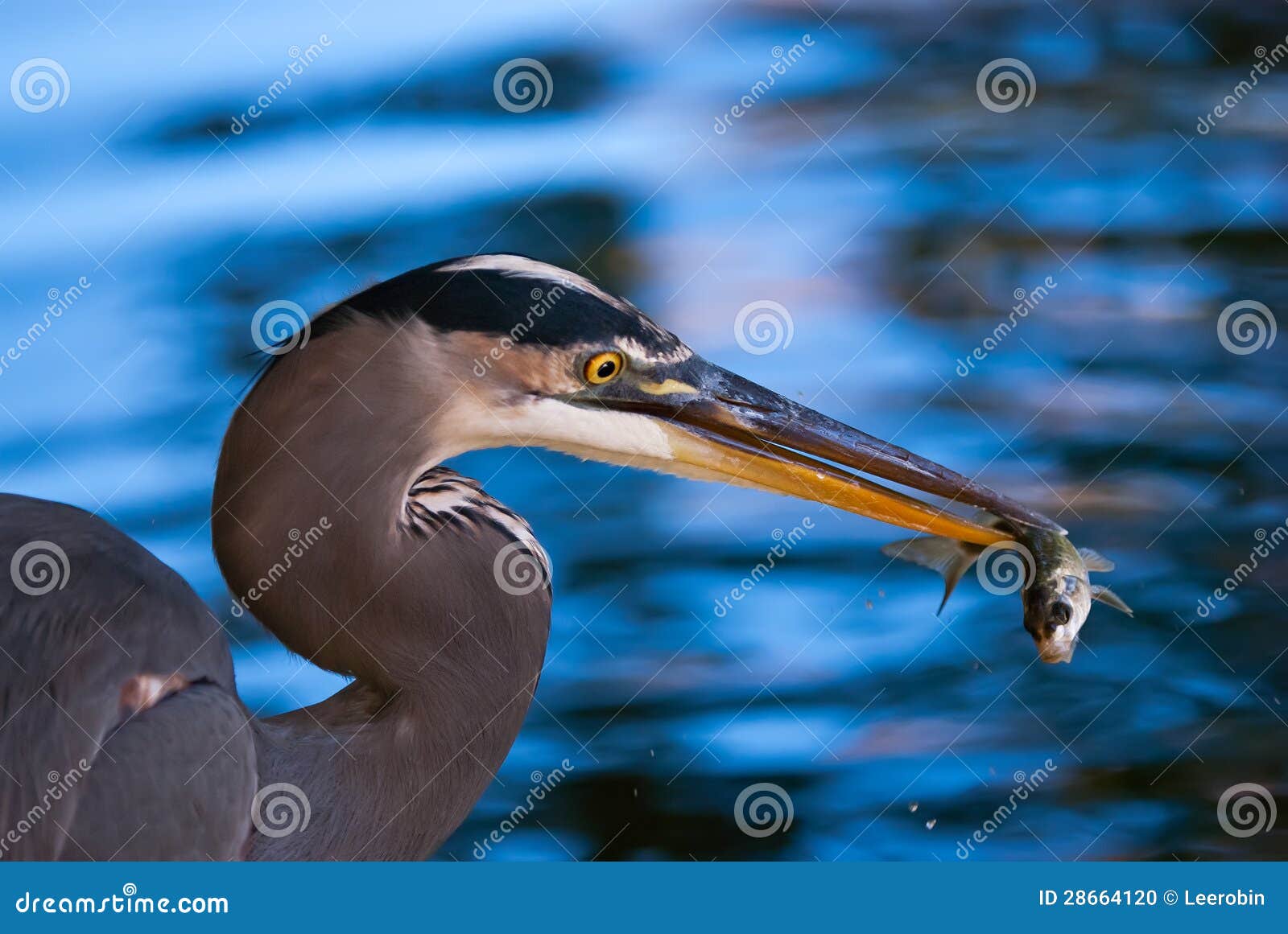 Great Blue Heron Catching a Fish Stock Photo - Image of nature, pond ...