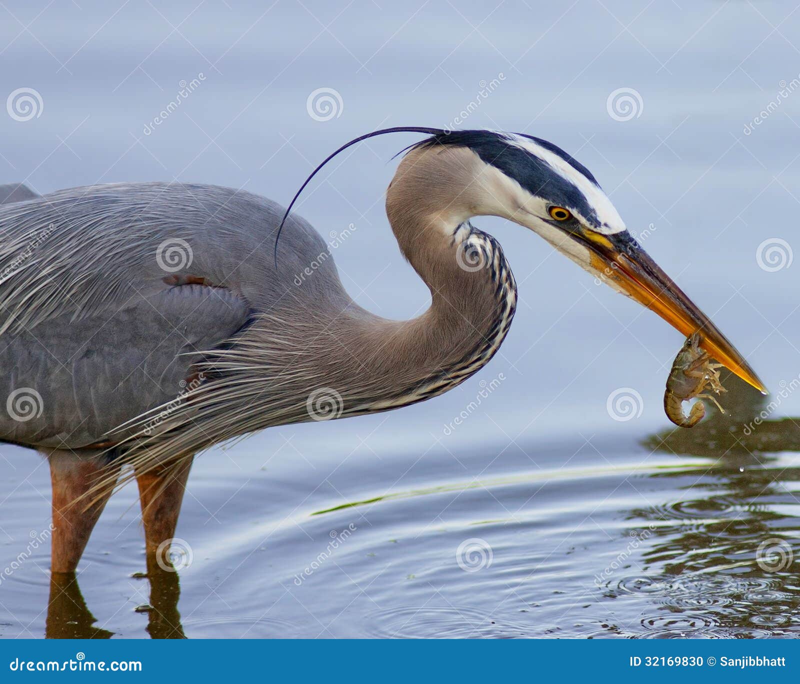 Great Blue Heron stock photo. Image of pennsylvania, heron - 32169830