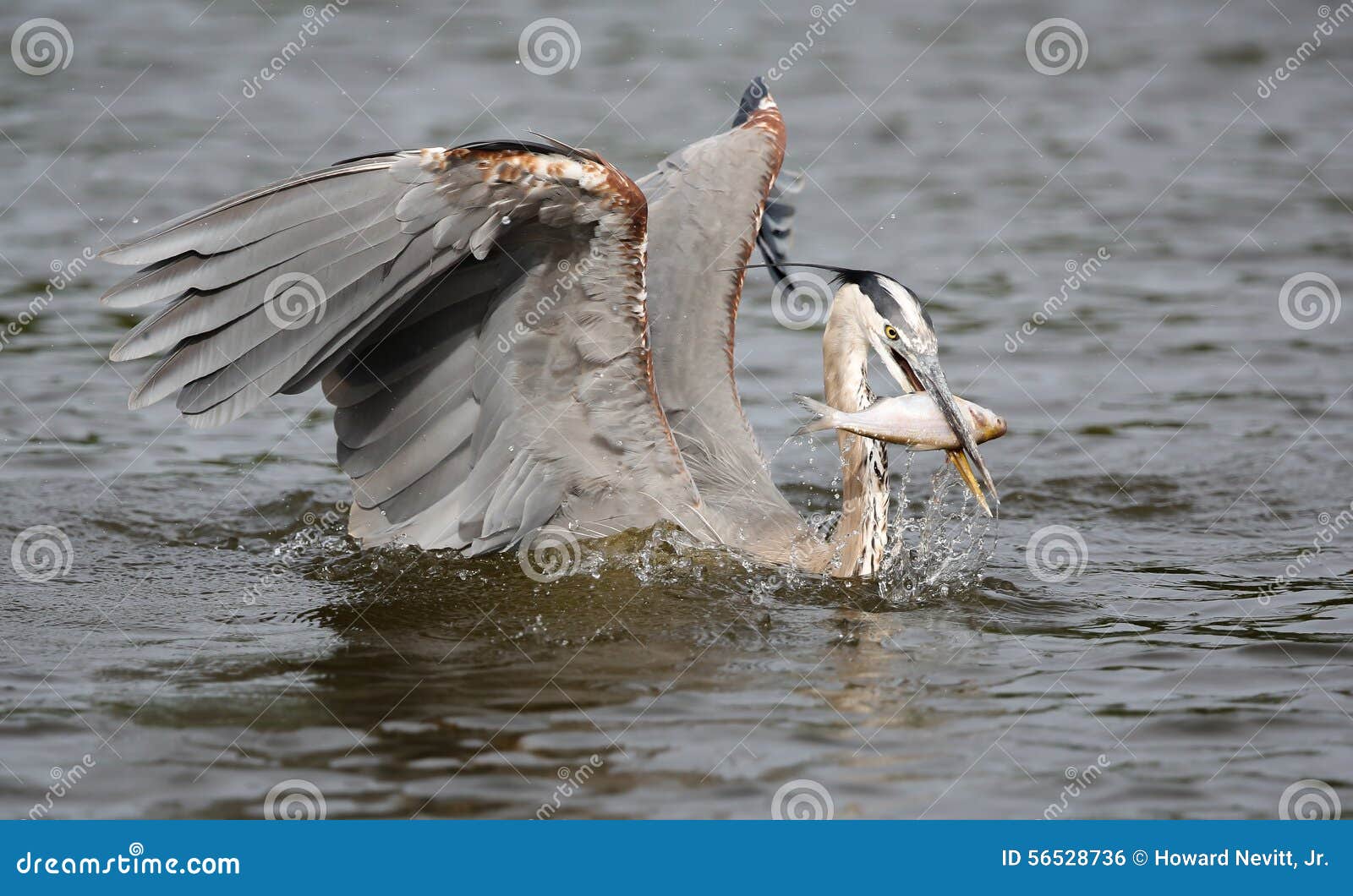 Great Blue Heron Catching a Fish Stock Photo - Image of prey, food ...