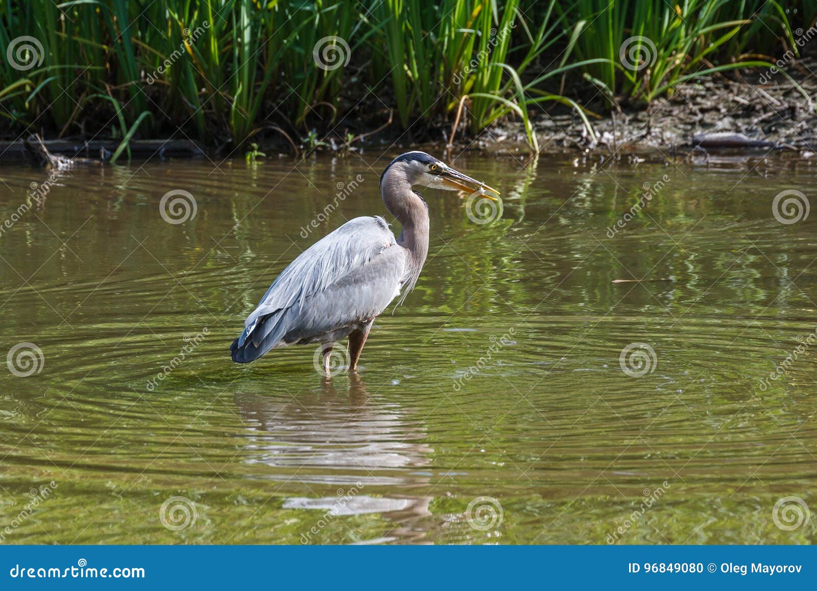 Great Blue Heron Catching Fish in the Lake Stock Photo - Image of swamp ...