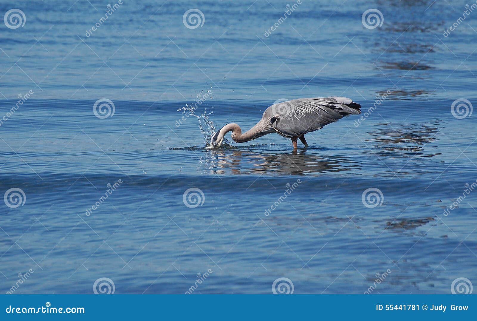 Great Blue Heron Catching Fish Stock Image - Image of heron, snatching ...