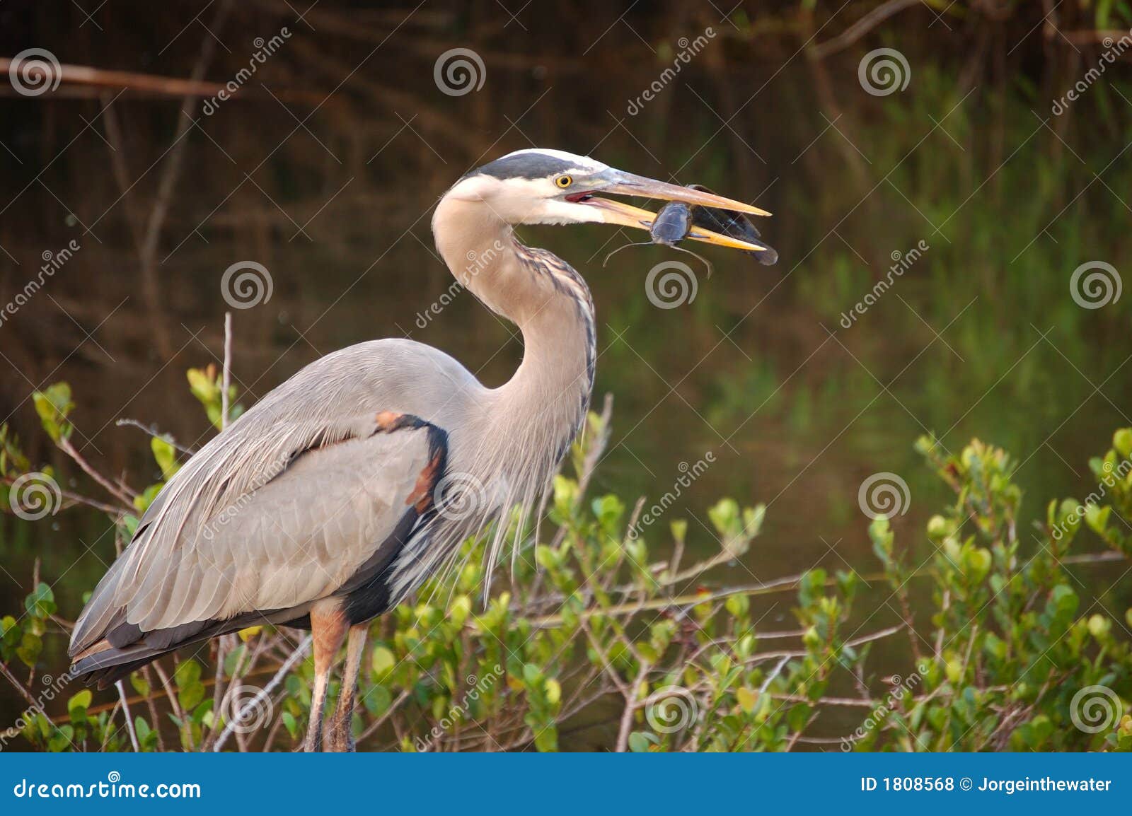 15,709 Great Blue Heron Beak Stock Photos - Free & Royalty-Free Stock ...
