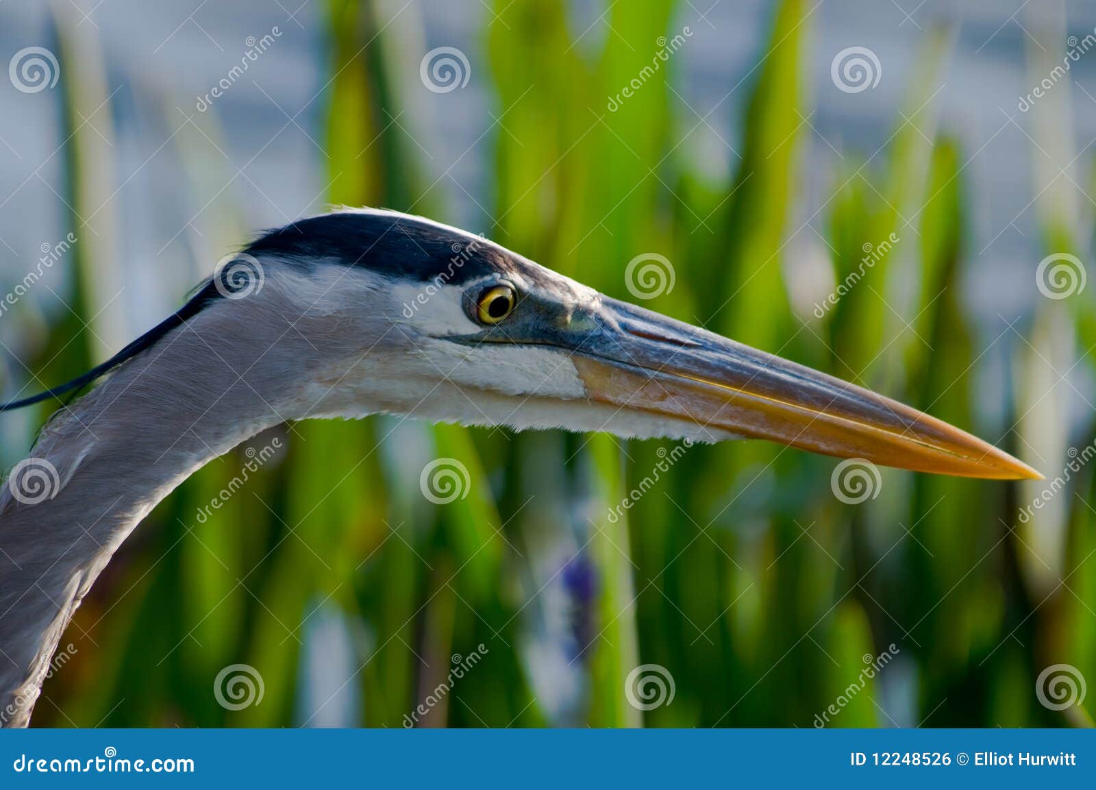 Great Blue Heron Close Up stock photo. Image of nature - 12248526