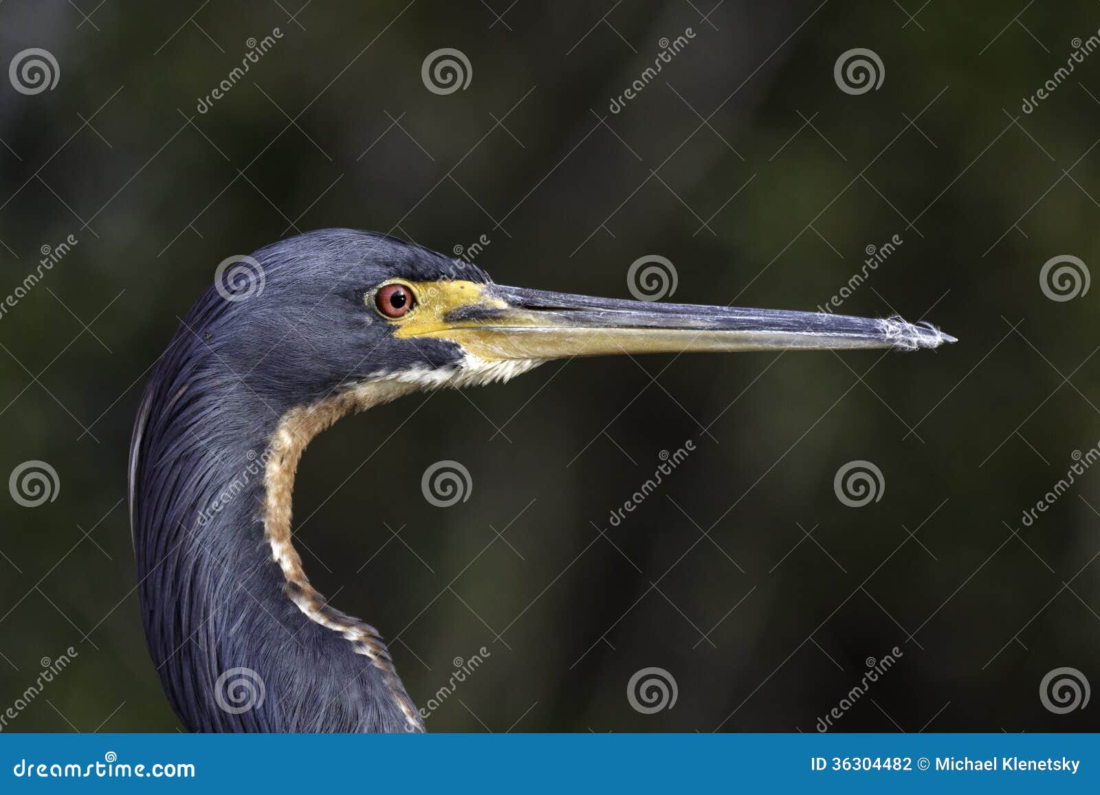 Great Blue Heron stock photo. Image of beak, bird, portrait - 36304482