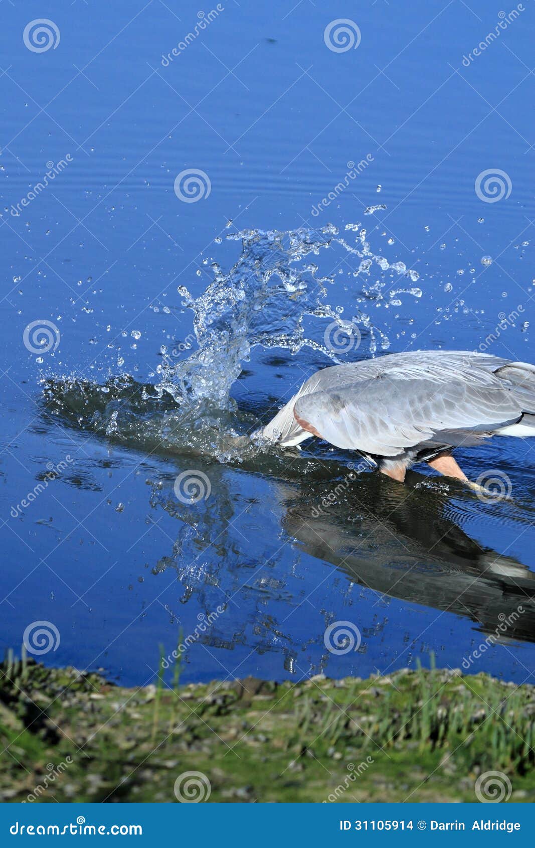 Great Blue Heron Diving for Fish Stock Photo - Image of reflection ...