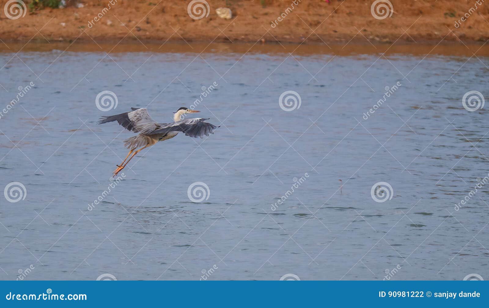 Great blue heron stock photo. Image of heron, water, diving - 90981222