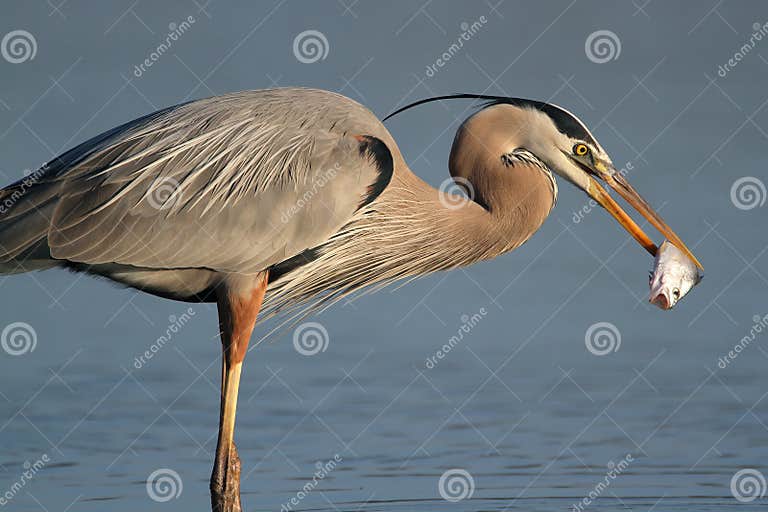 Great Blue Heron Eating a Fish Stock Image - Image of america, blue ...