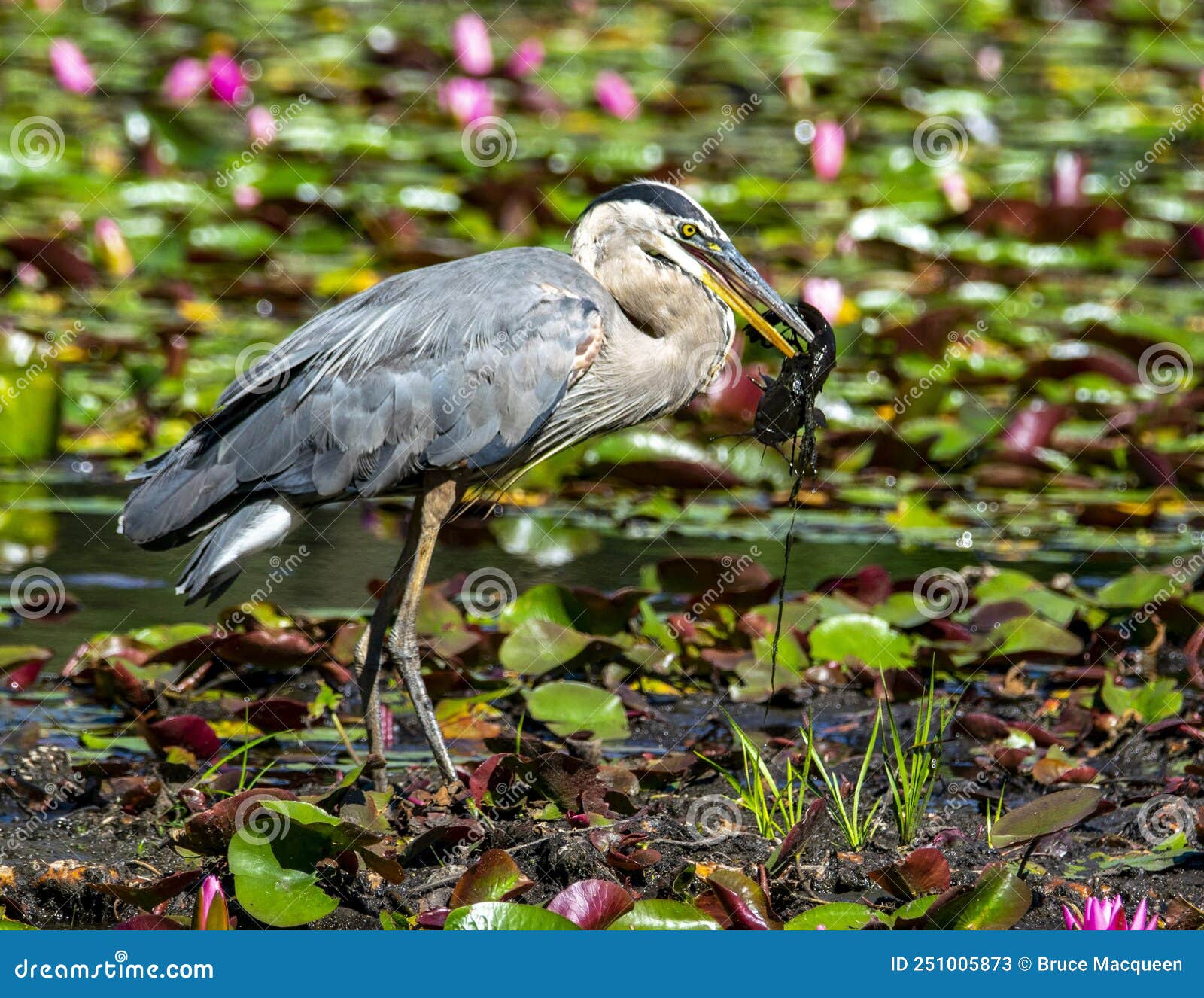 Great Blue Heron stock image. Image of blue, great, eating - 251005873