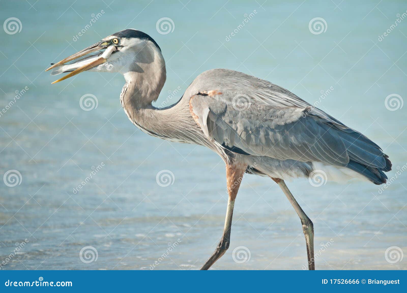 Great Blue Heron Eating a Fish on a Florida Beach Stock Photo - Image ...