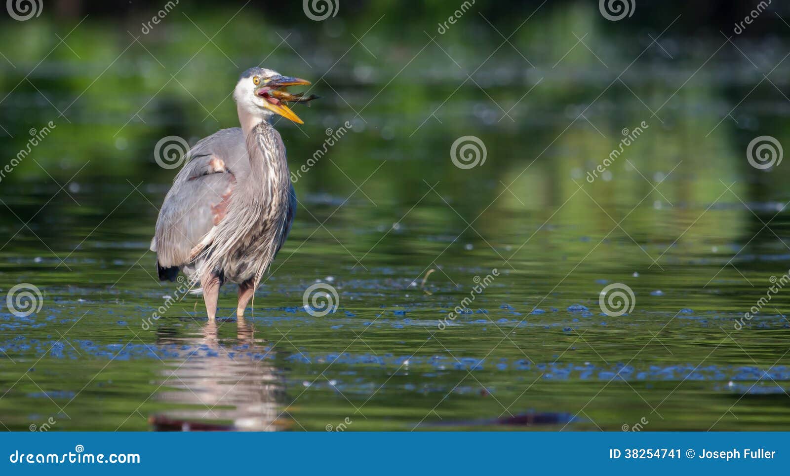Great Blue Heron Eating a Fish in Soft Focus Stock Image - Image of ...