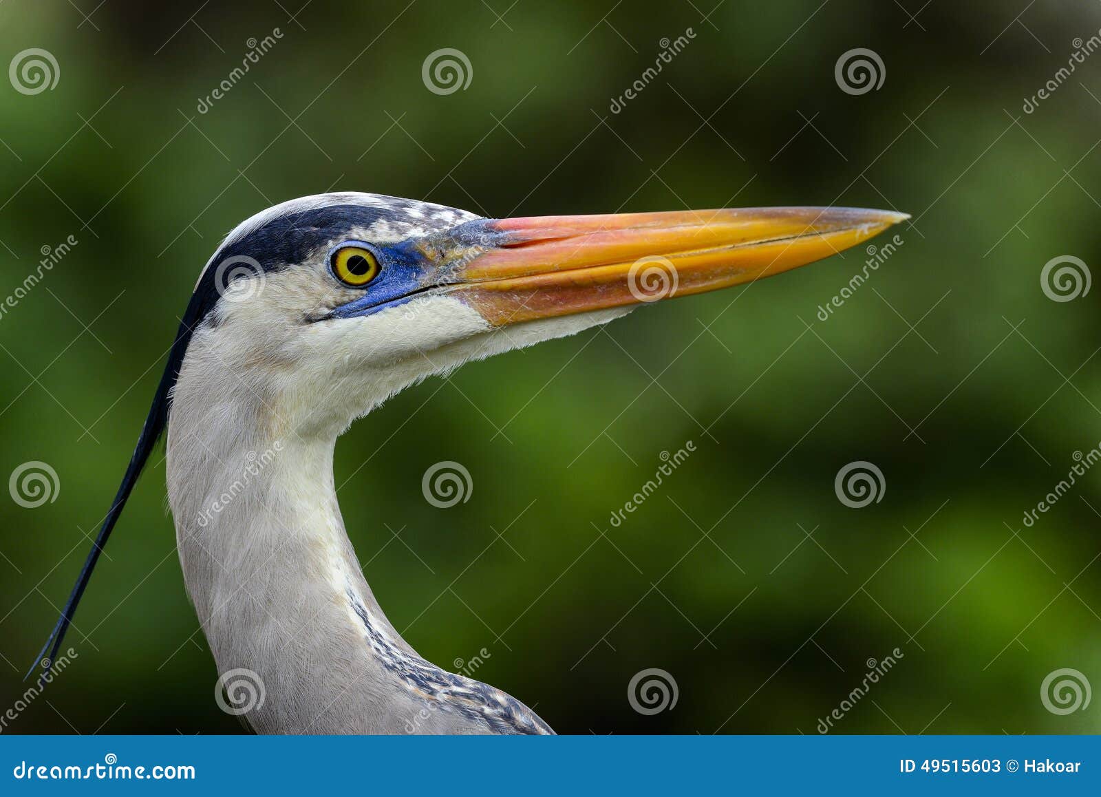 Great blue heron stock image. Image of fauna, pattern - 49515603