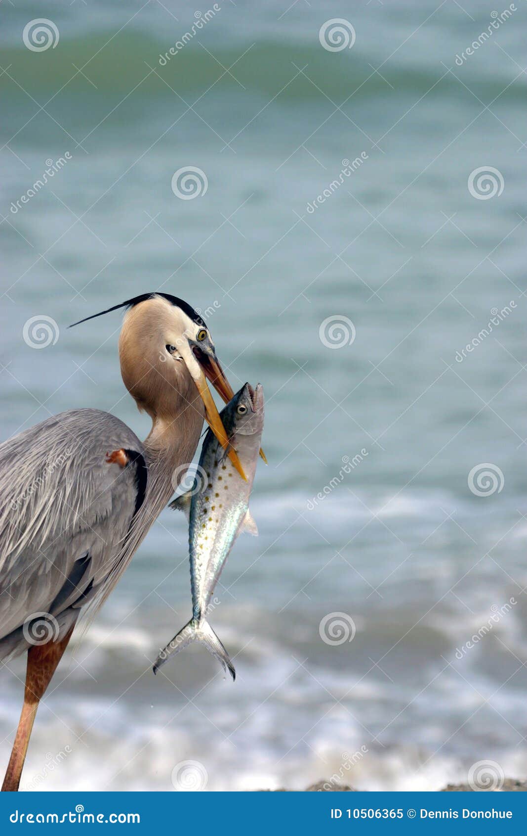 Great Blue Heron with fish stock image. Image of nature - 10506365