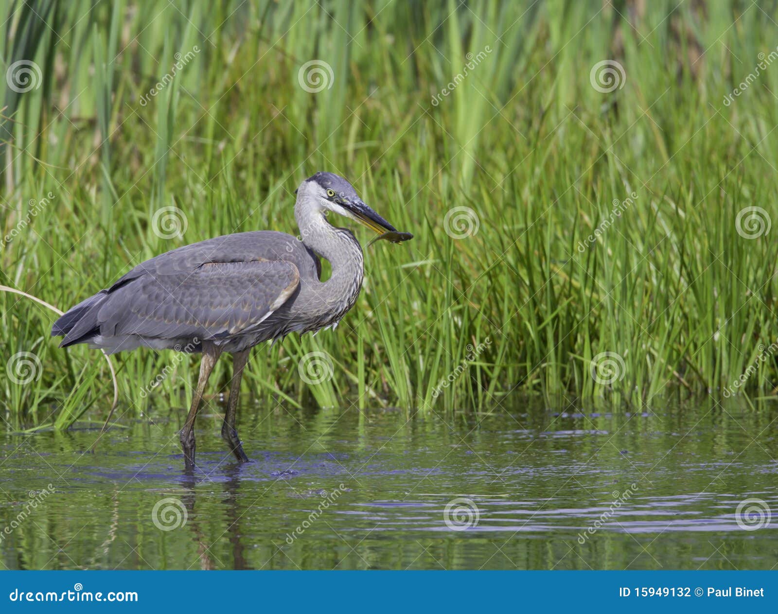 Great Blue Heron with a Fish Stock Photo - Image of water, fishing ...