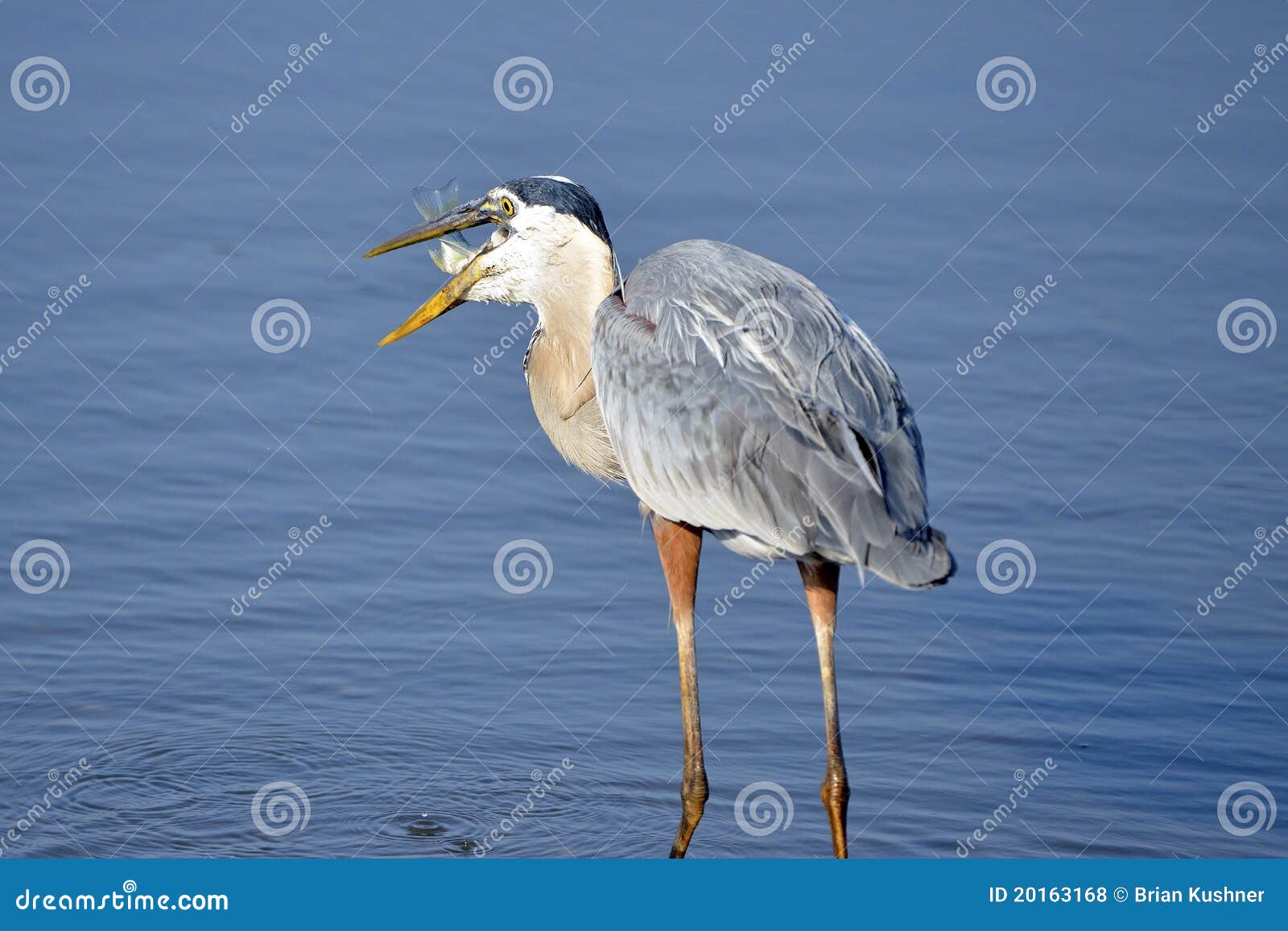 Great Blue Heron with Fish stock photo. Image of river - 20163168