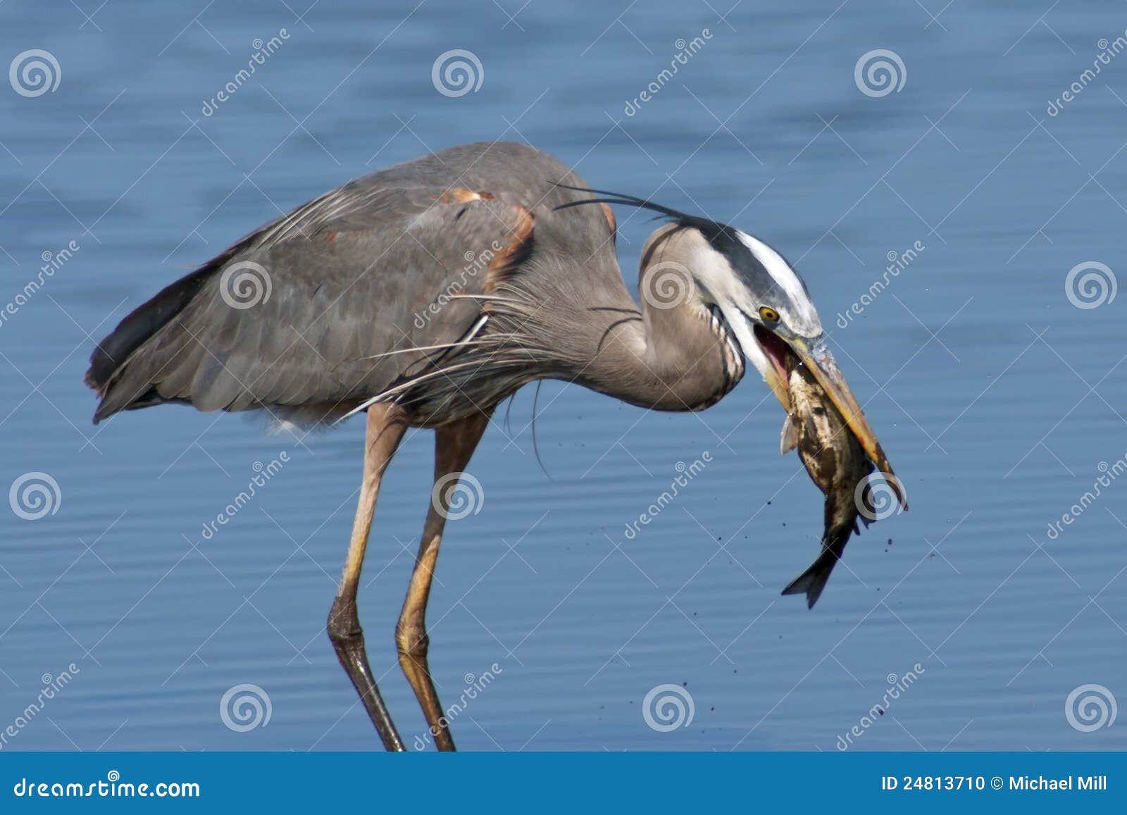 Great Blue Heron with Fish stock photo. Image of wetlands - 24813710