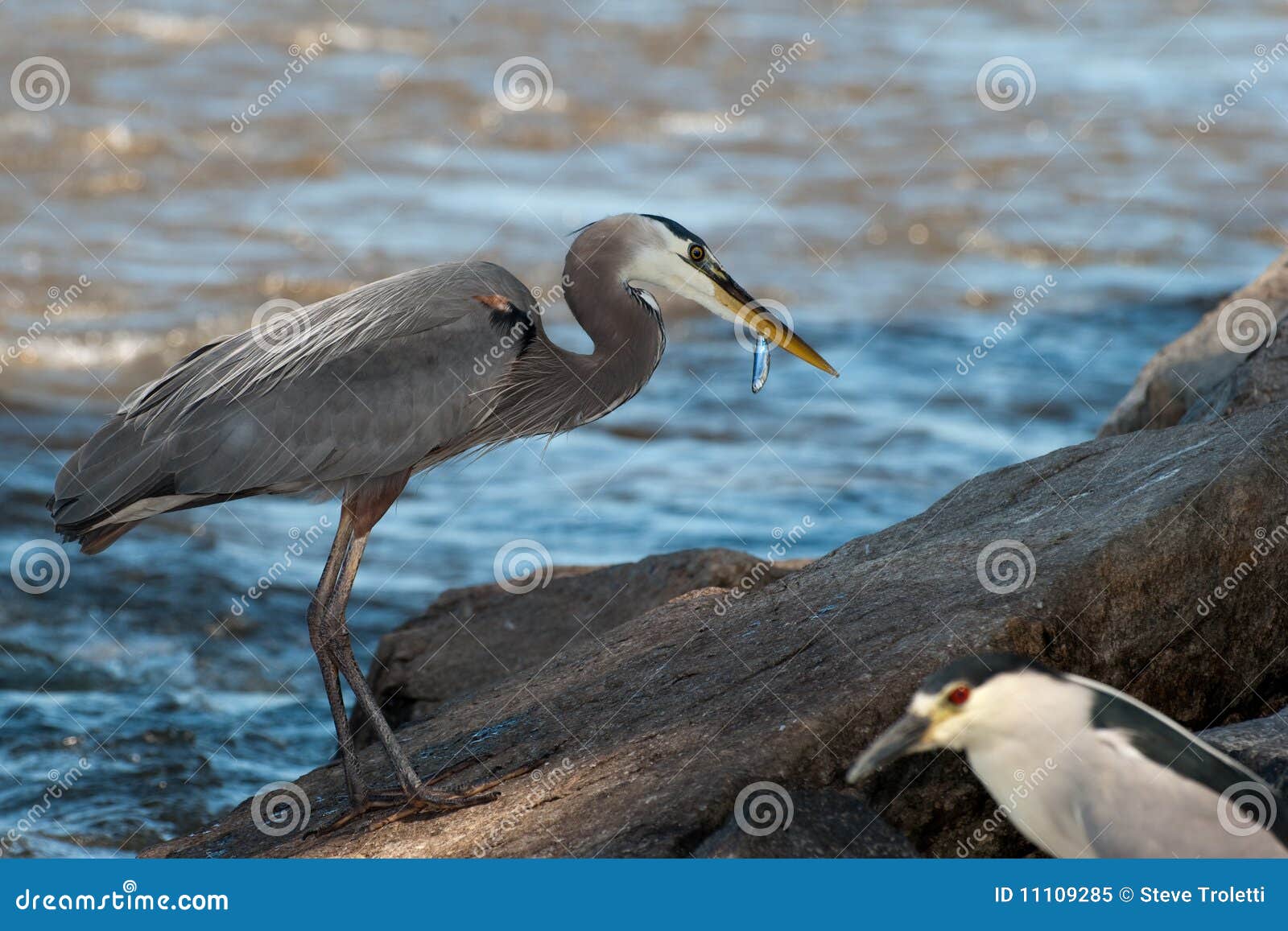 Great Blue Heron with Fish in Beak Stock Image - Image of avian ...